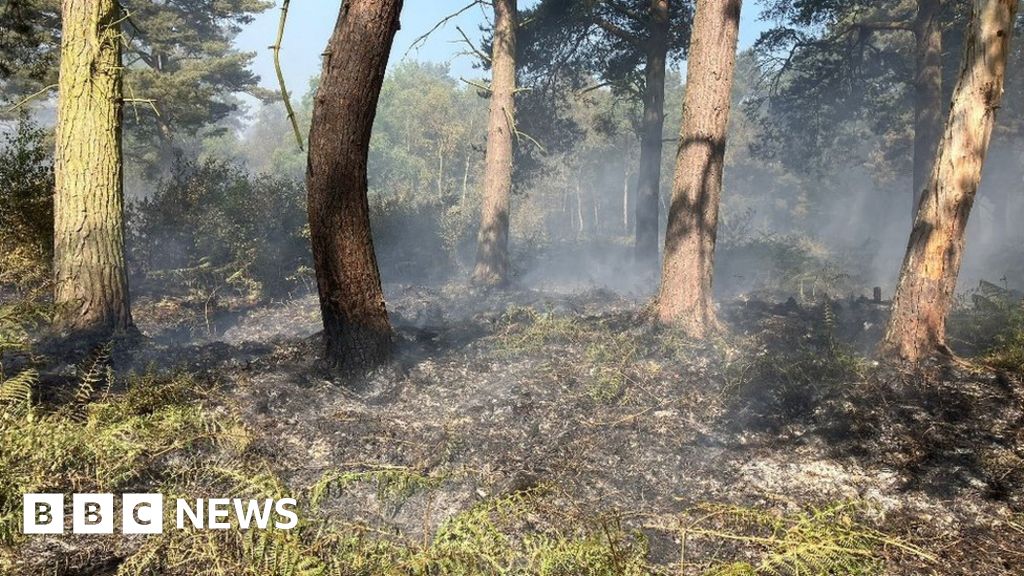 Firefighters continue tackling woodland fire near Newcastle airport ...