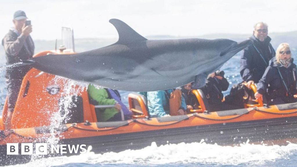 Cornwall dolphin photographed in 'magical' mid-air leap