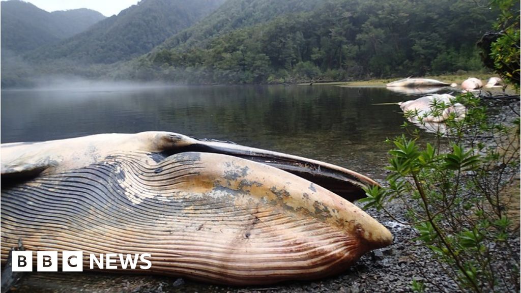 Satellites to monitor whale strandings from space - BBC News