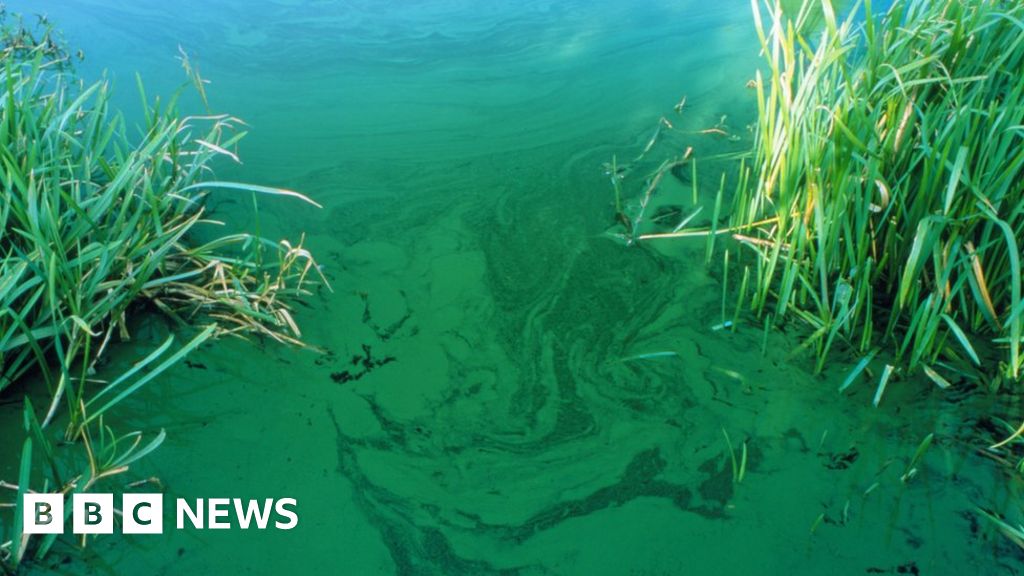 Desert island toxic algae may hint to a treatment for dementia - BBC News