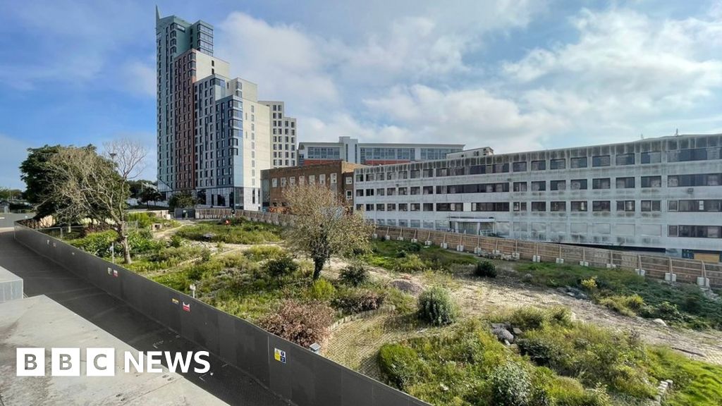 Plymouth felled trees: Clear-up work begins at site - BBC News