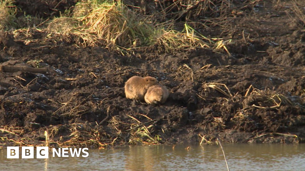 Moscow beavers resist dam destruction - BBC News