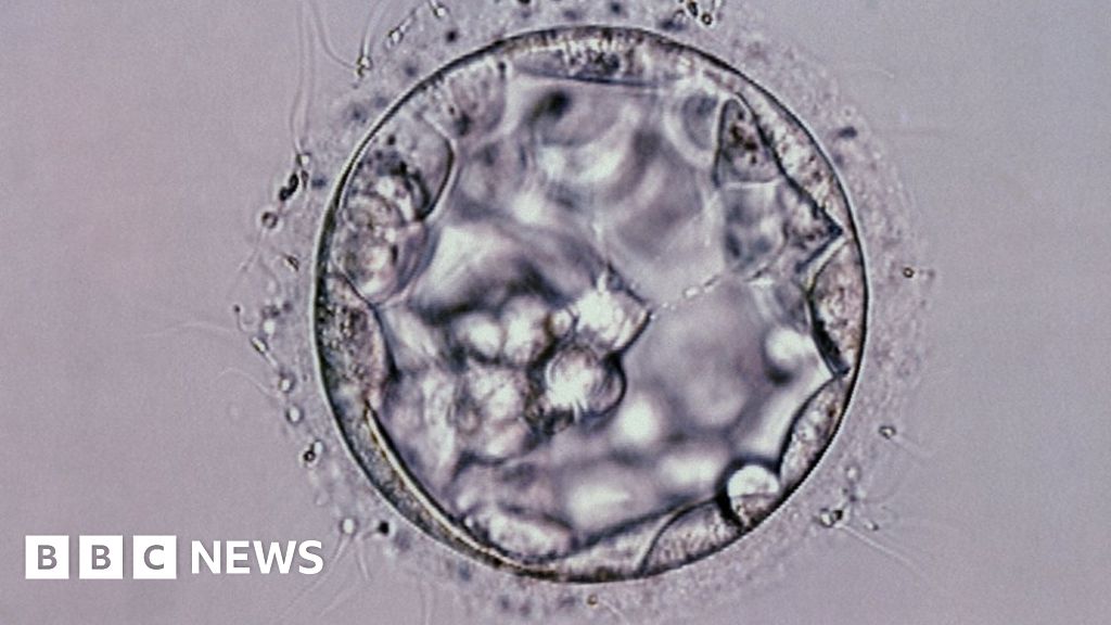 Artificial 'embryos' created in the lab - BBC News
