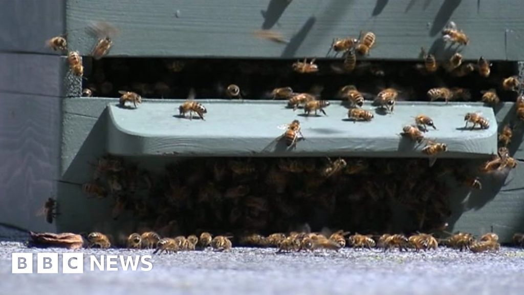 Newbury town centre hit by swarm of bees