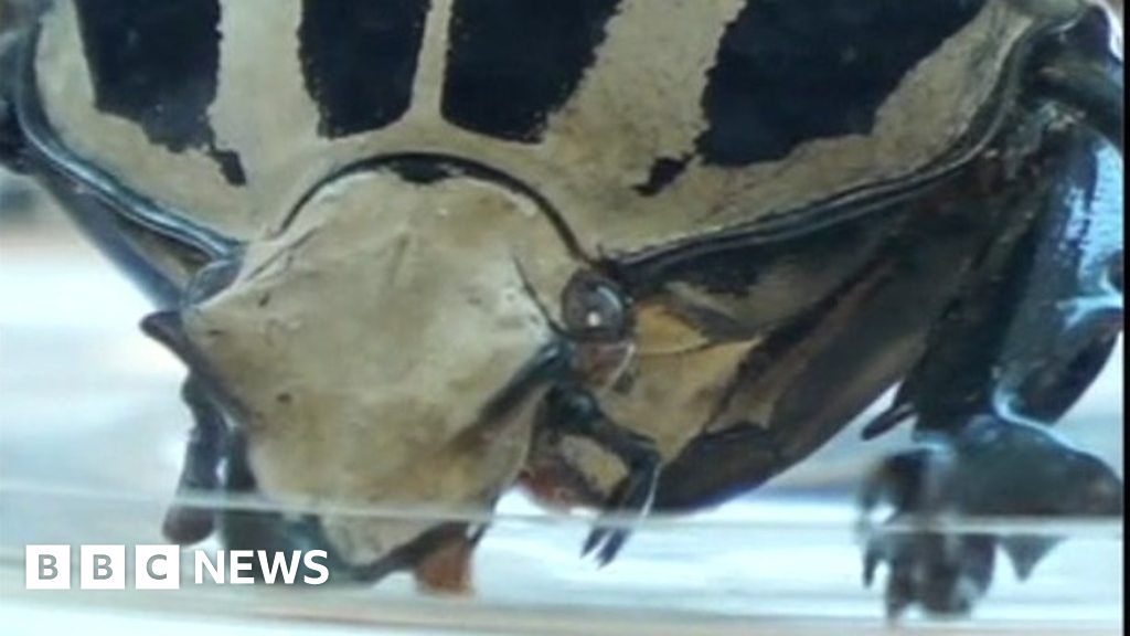 Scientists have made cyborg beetles - BBC News