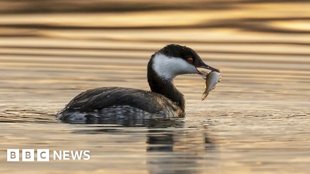 Rare Slavonian grebe spotted in Welsh nature reserve - BBC News