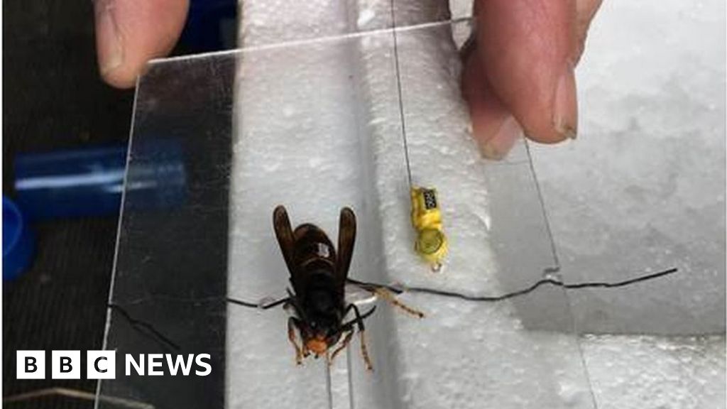 Asian hornet with electronic tag leads scientists to nest - BBC News