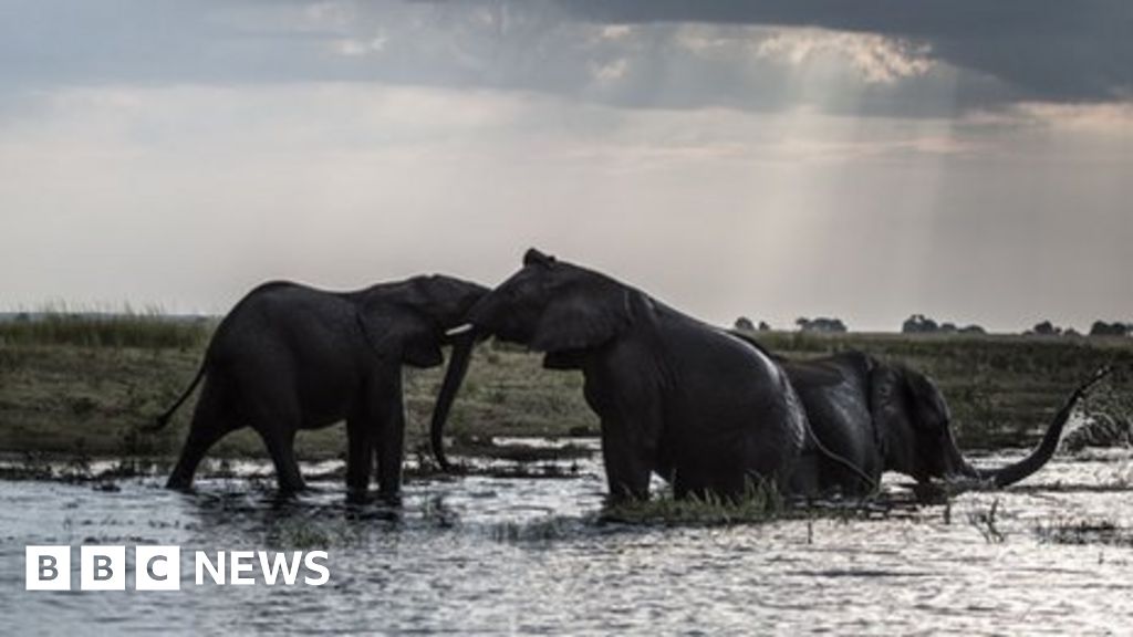 Species body says extra elephant protection could boost ivory trade ...