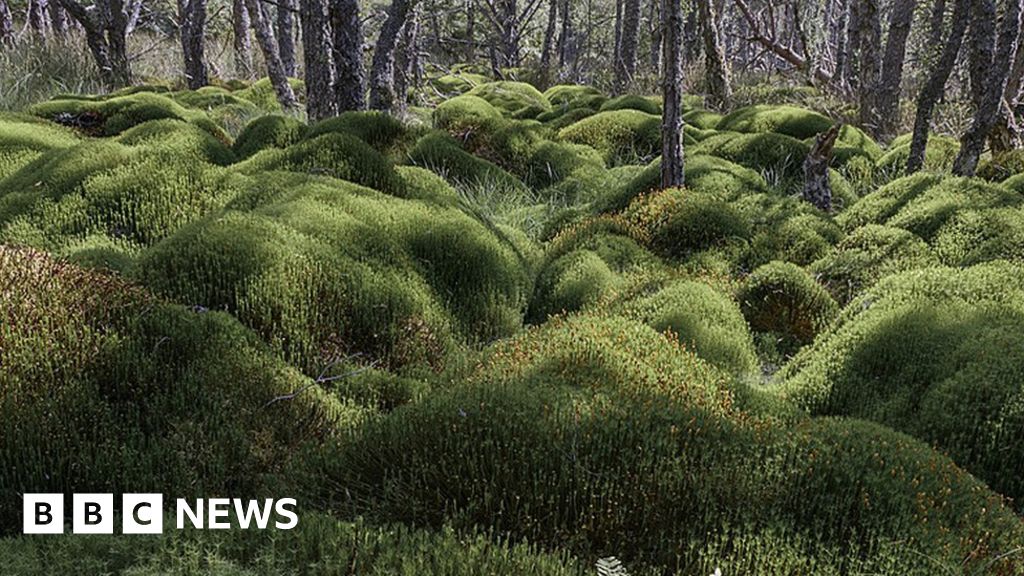 In pictures: Scottish Nature Photography Awards winners 2015 - BBC News