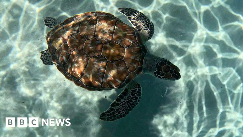 Portsmouth Royal Navy sailors help save Caribbean turtles