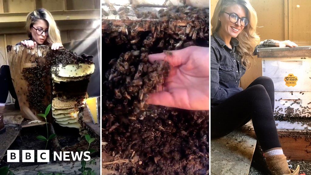 Texas beekeeper viral videos saving bee nests - BBC News