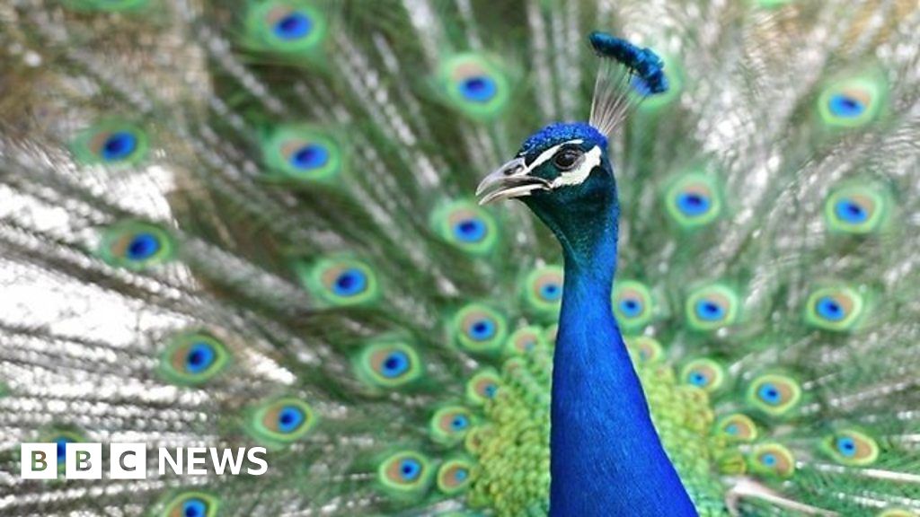 How peacocks are terrorising a County Durham village. - BBC News