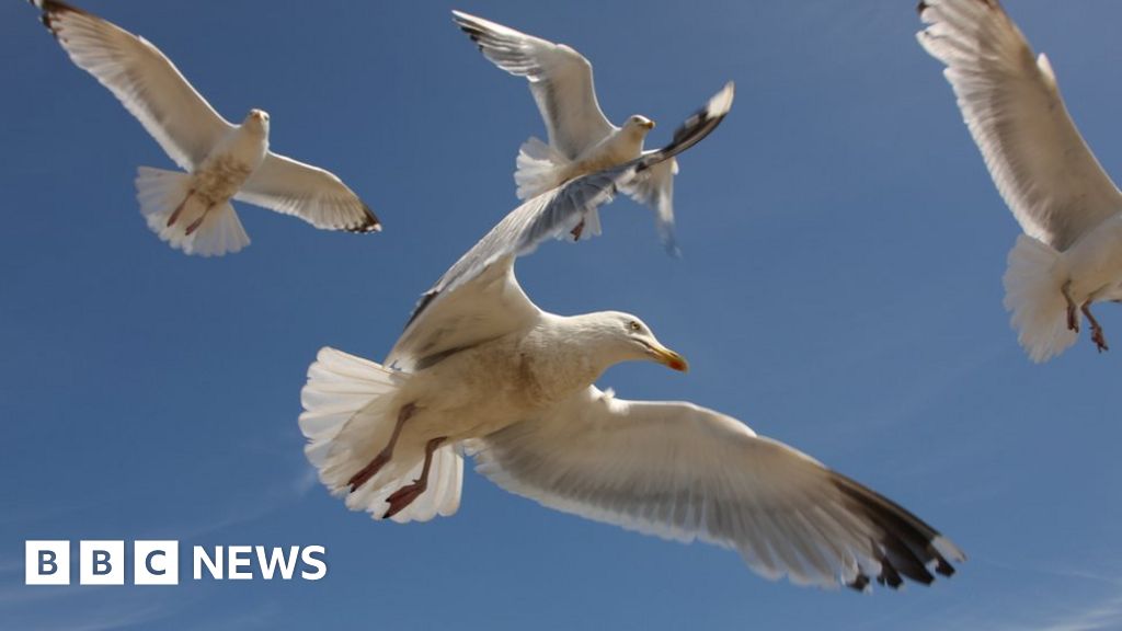 Seagull poo may be to blame for poor Southsea pier water quality