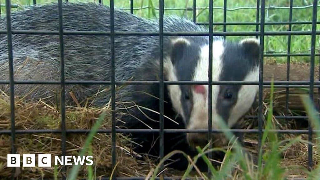 'No further action' over naming of badger cull farms - BBC News