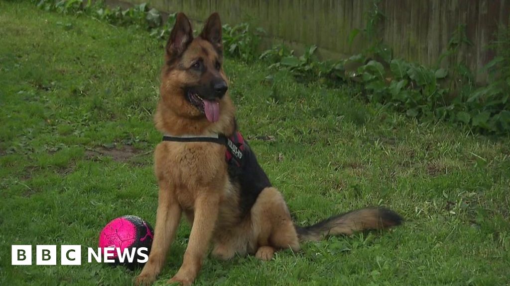 Meet the pooch that answers only to Polish - BBC News