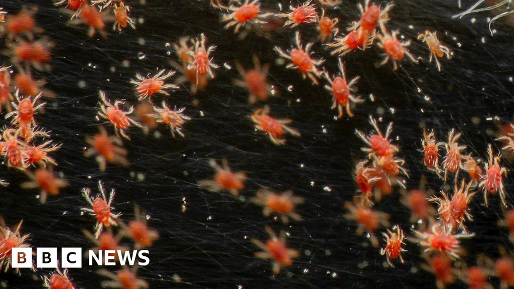 Charleston Academy in Inverness closed over red mite infestation - BBC News