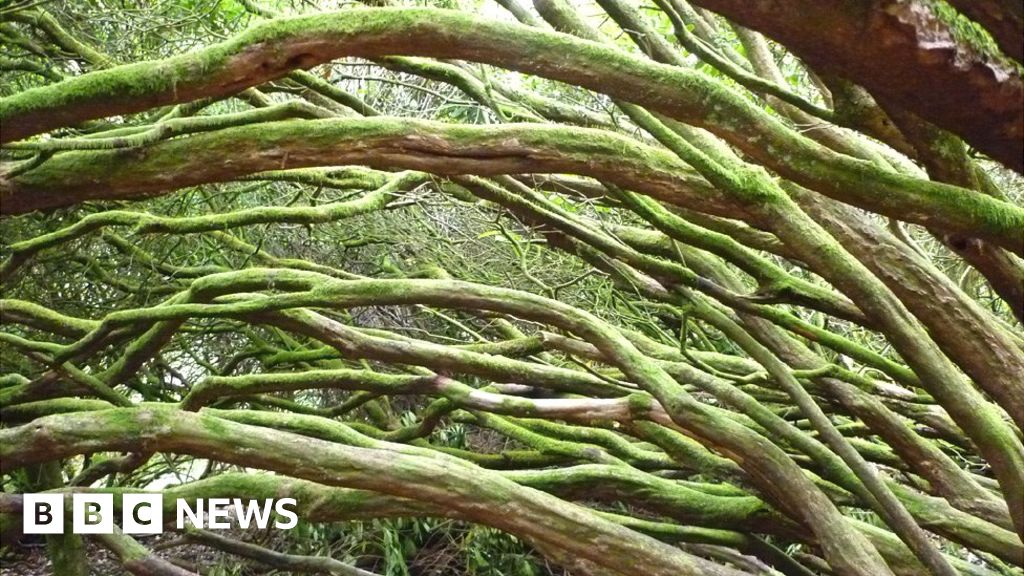 Wales' Celtic rainforests in £6.5m restoration project - BBC News