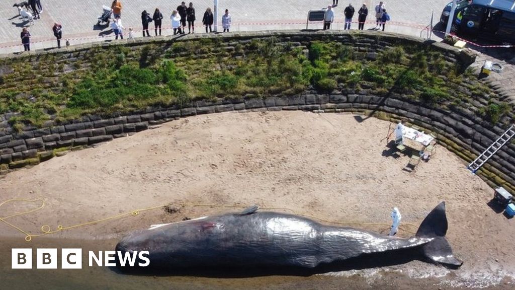 Hyper-real whale model appears on Whitehaven beach - BBC News