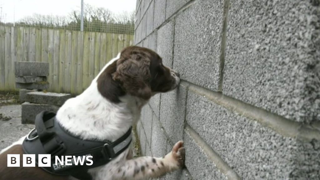 South Wales Police bomb dogs' demand up with big events - BBC News