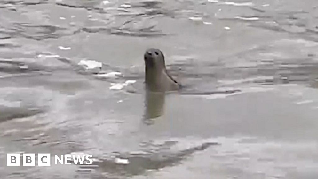 Seal spotted swimming in River Nene in Peterborough - BBC News