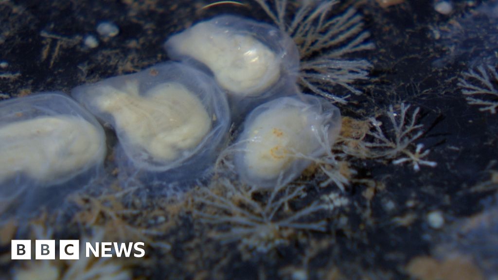 Researchers study barnacle threat to renewable sites - BBC News