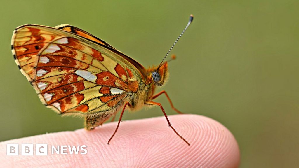 Rare British butterfly expands into Devon forest - BBC News