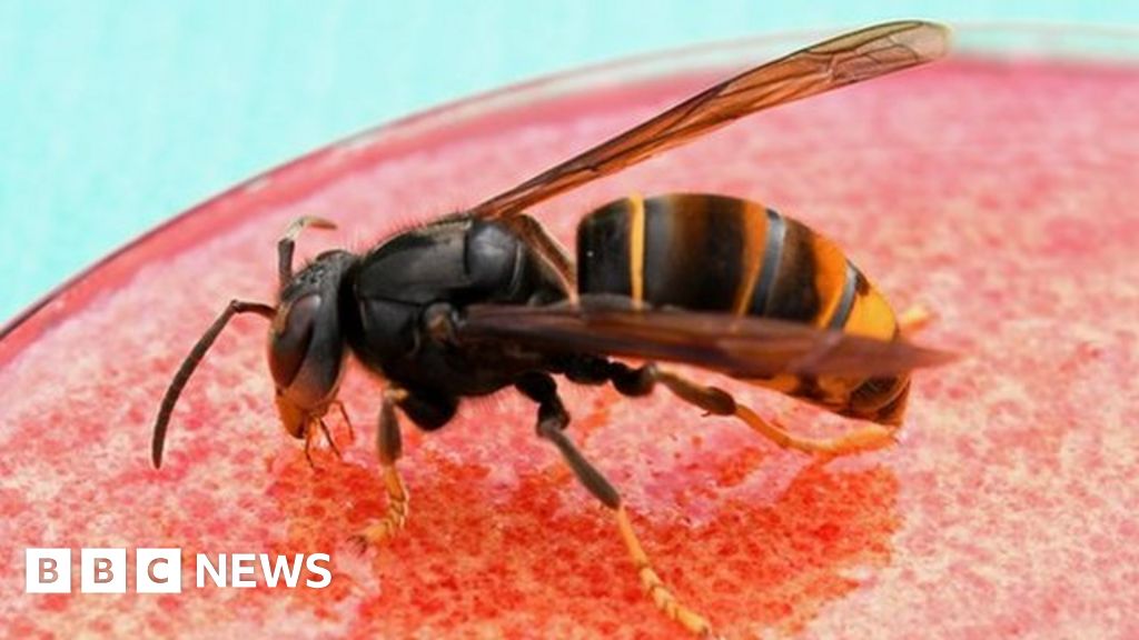 Devon university develops AI to detect Asian hornets - BBC News