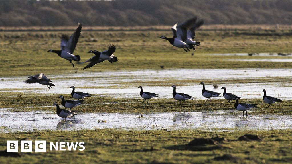 Mersehead reserve seeks urgent funds for expansion bid - BBC News