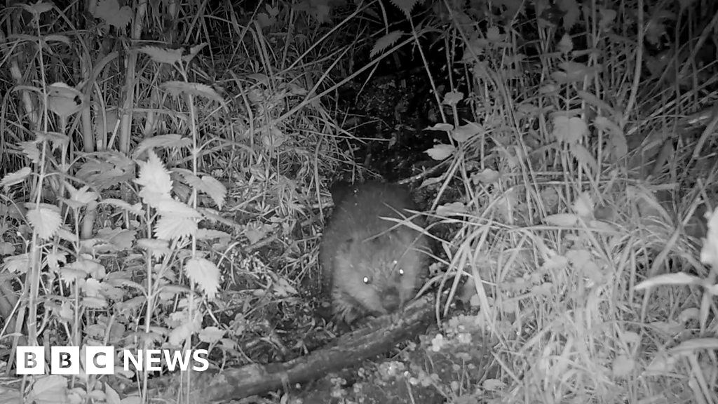 Video shows first beaver born in Dorset for 400 years