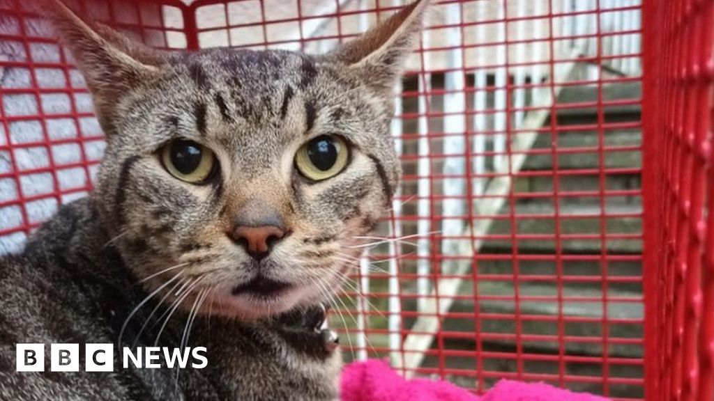 Lego the cat rescued from Shipley apartment block roof canopy - BBC News