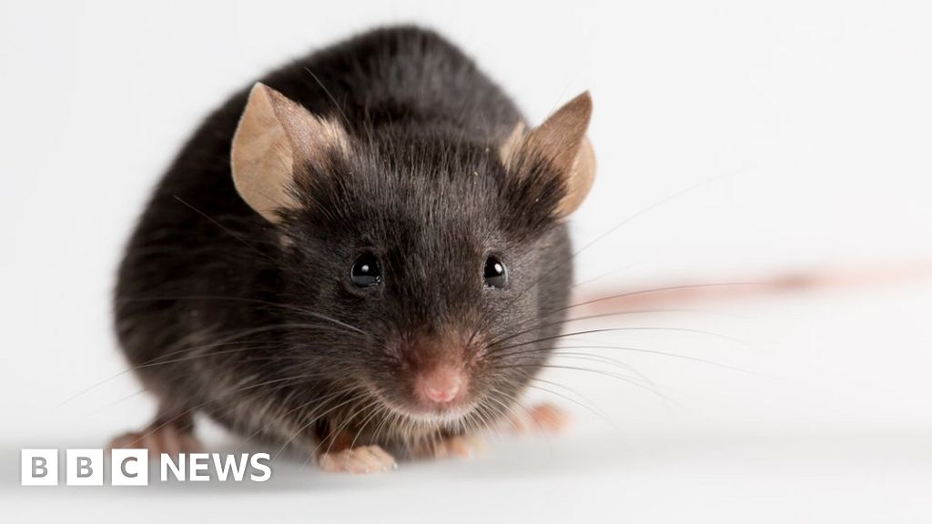 Healthy mice from lab-grown eggs - BBC News