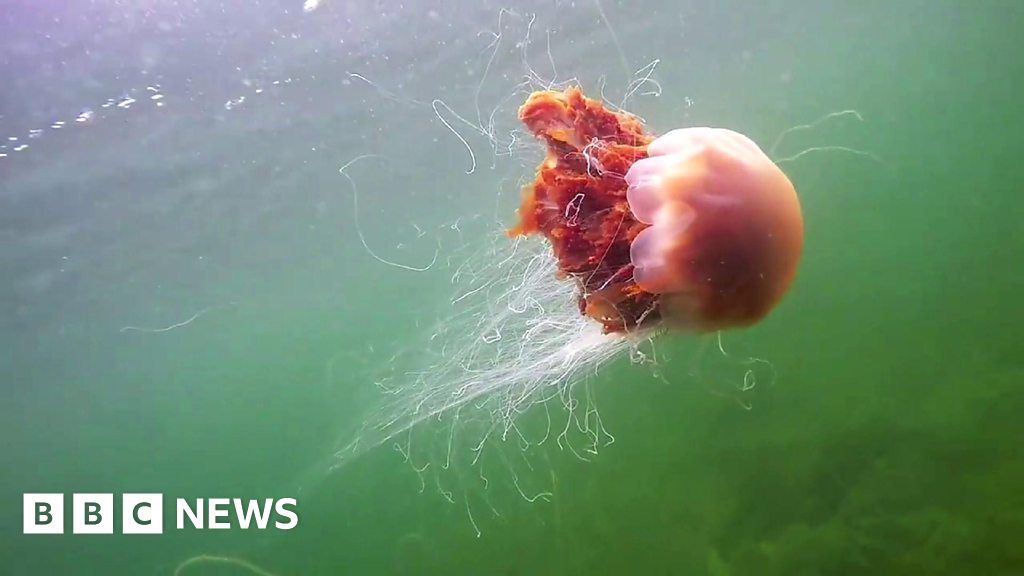 Lion's mane jellyfish swims off Summer Isles
