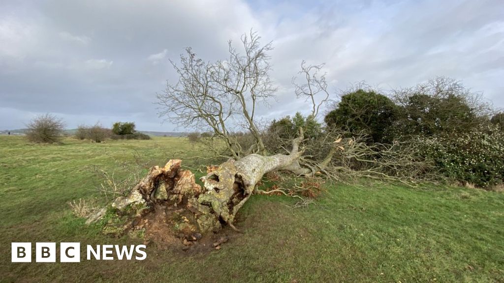 Storm Gerrit: Sadness as Lonely Tree blown over during storm - BBC News