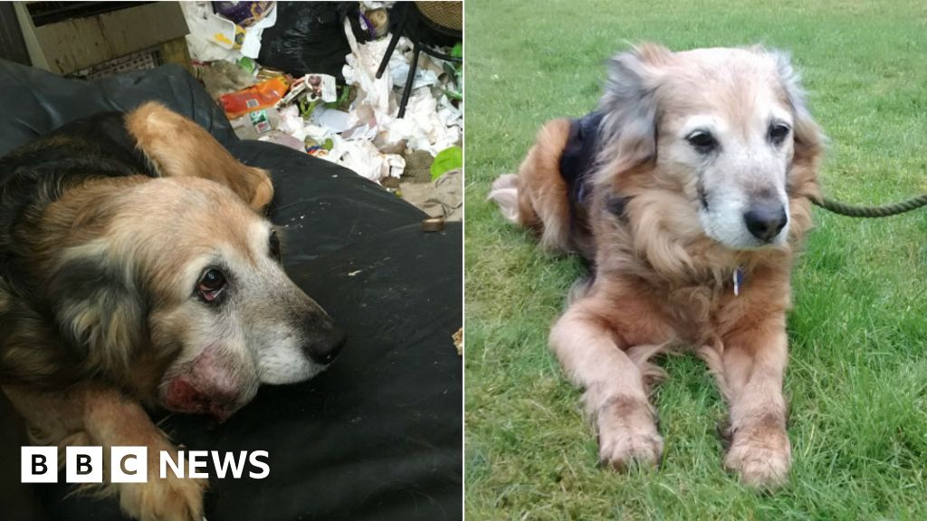Neglected dog with tumour lived in squalor, RSPCA says - BBC News