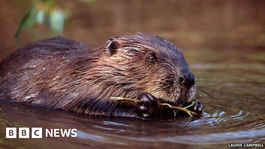 Pregnant beavers shot by landowners in Tayside - BBC News