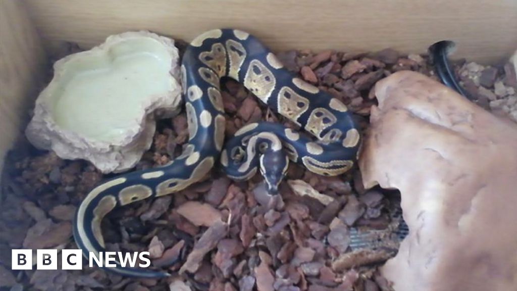 Police Search For Missing Python In Wrexham Bbc News