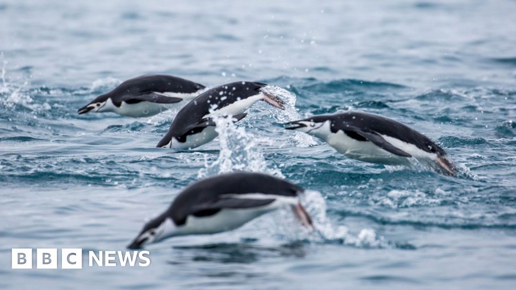 Penguin feathers record migration route - BBC News