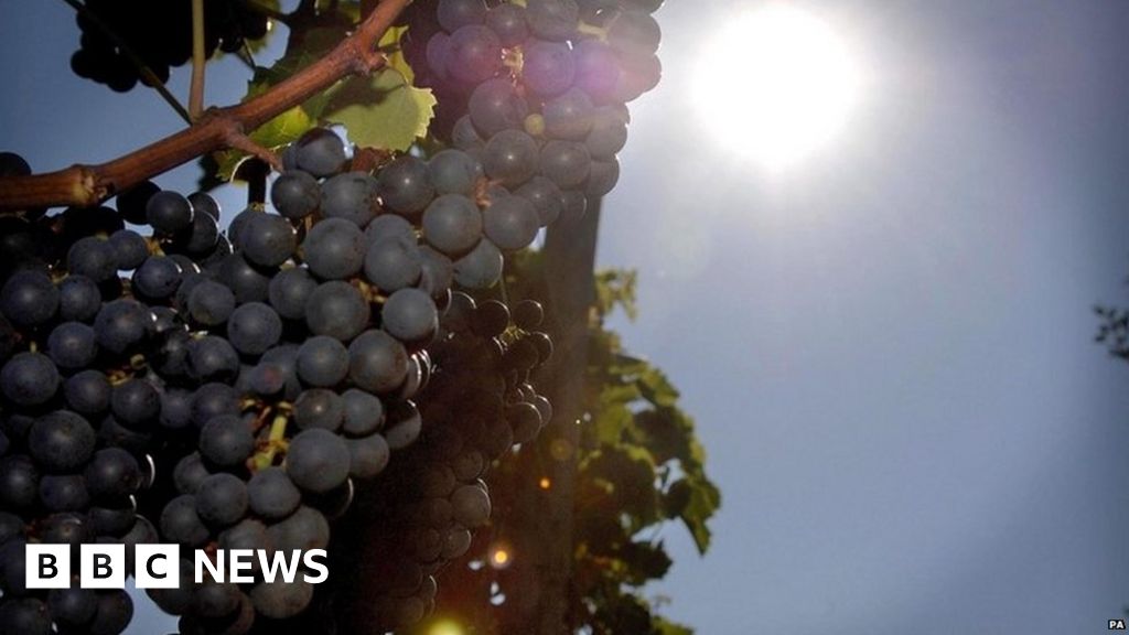 Serve English wine to help oil wheels of Brexit, urges MP - BBC News Serve English wine to help oil wheels of Brexit, urges MP - BBC News
