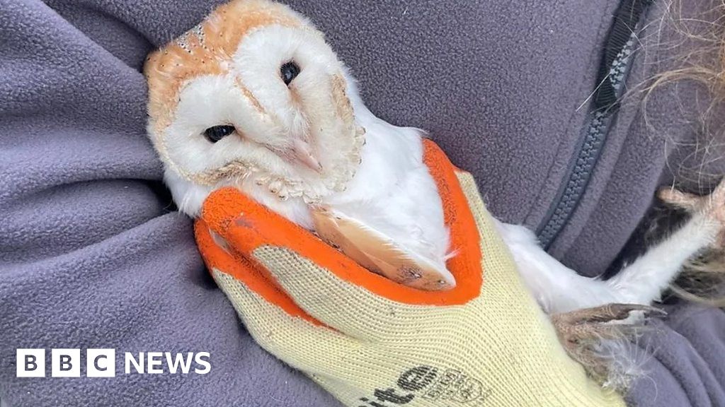 Barn owl surprise after 'strange noises' heard - BBC News