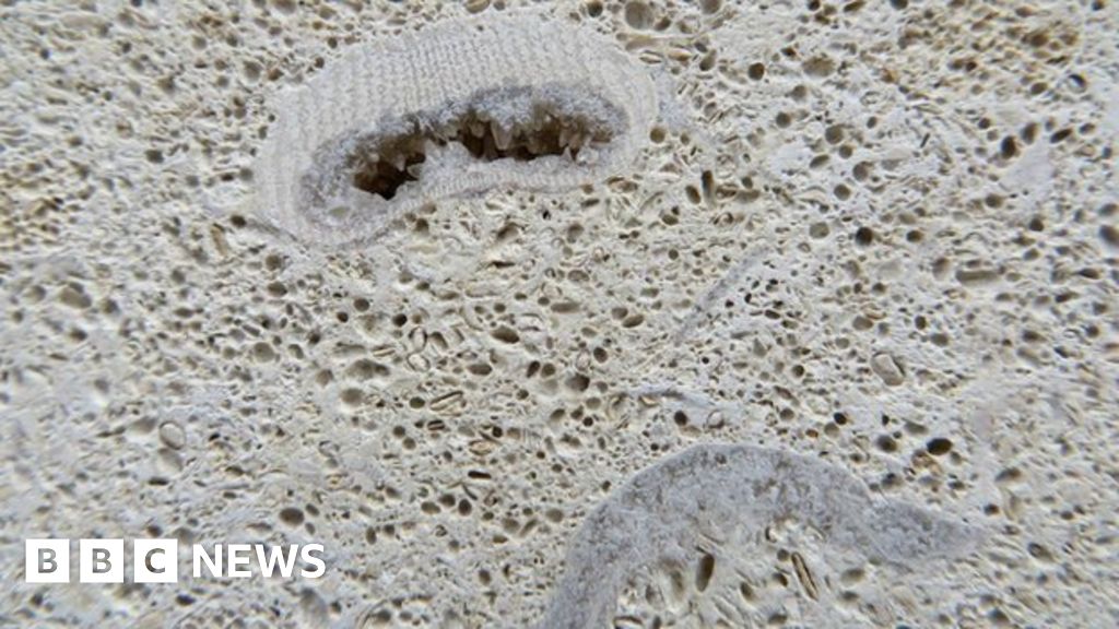 Llandudno firm creates interactive fossil map of London - BBC News