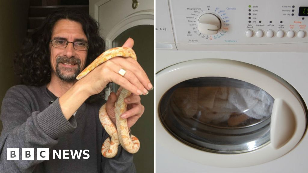 Leighton Buzzard washing machine corn snake rescued - BBC News