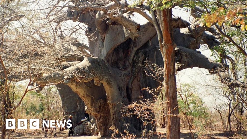 Scientists shocked by mysterious deaths of ancient trees - BBC News