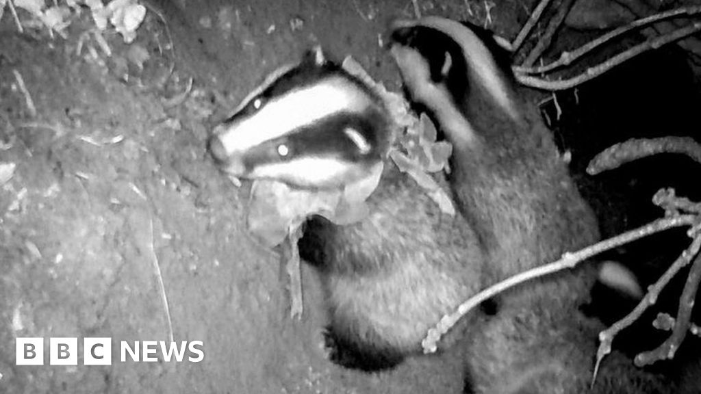Badger tangled up in plastic presumed dead in Oxfordshire