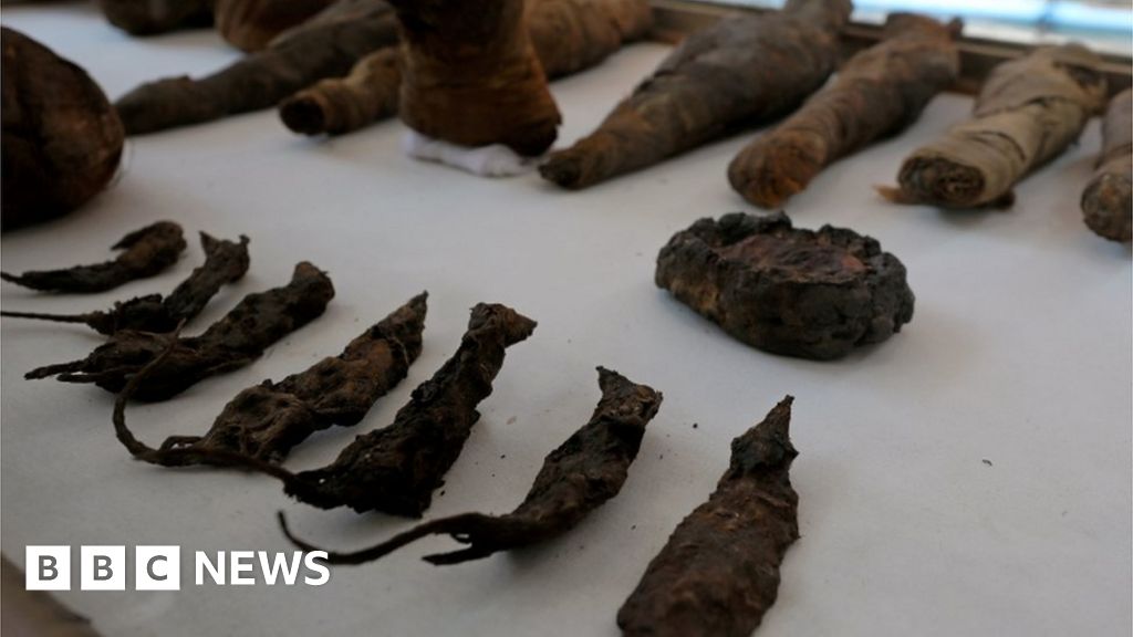 Egypt tomb: Mummified mice found in 'beautiful' ancient chamber