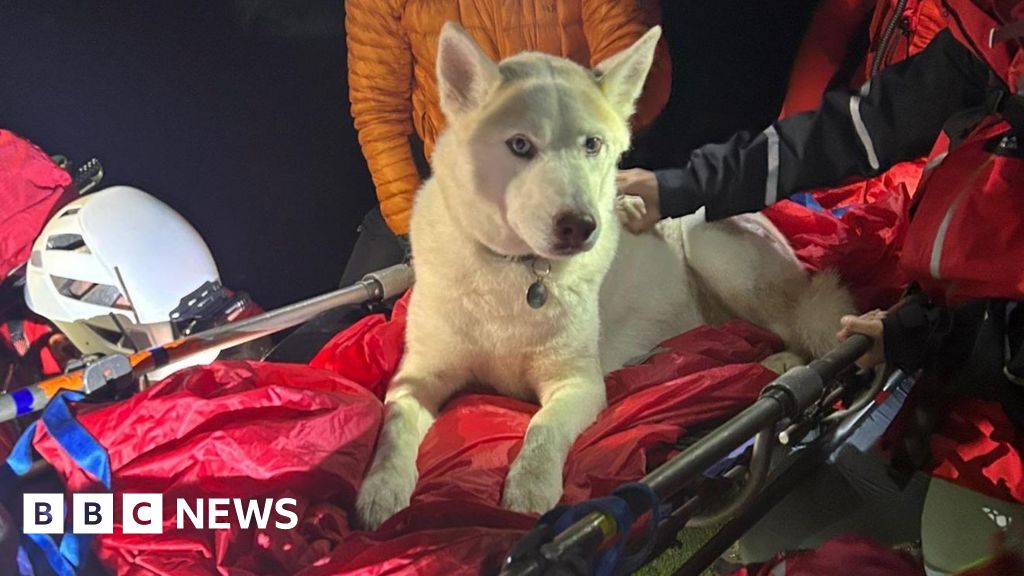 Lake District mountain rescue after husky injured near Scafell