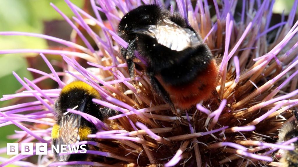 60,000 bees stolen in raid on Aberdeenshire farm - BBC News