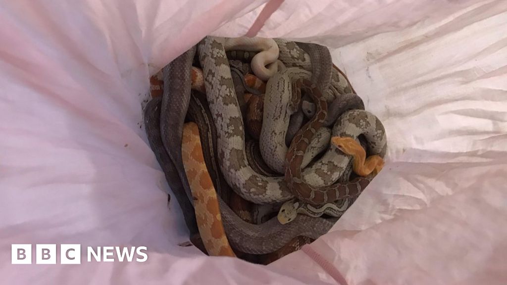 Abandoned snakes: Second batch found in Sunderland bin