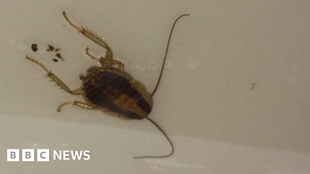 Restaurant diners abandon meals after cockroaches found - BBC News