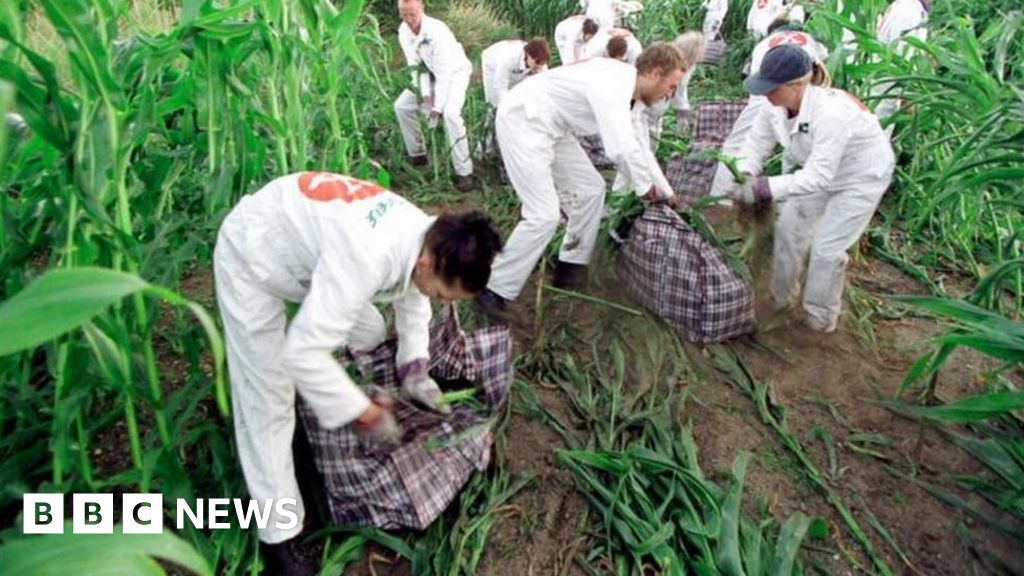 GM crops: The Greenpeace activists who risked jail to destroy a field ...