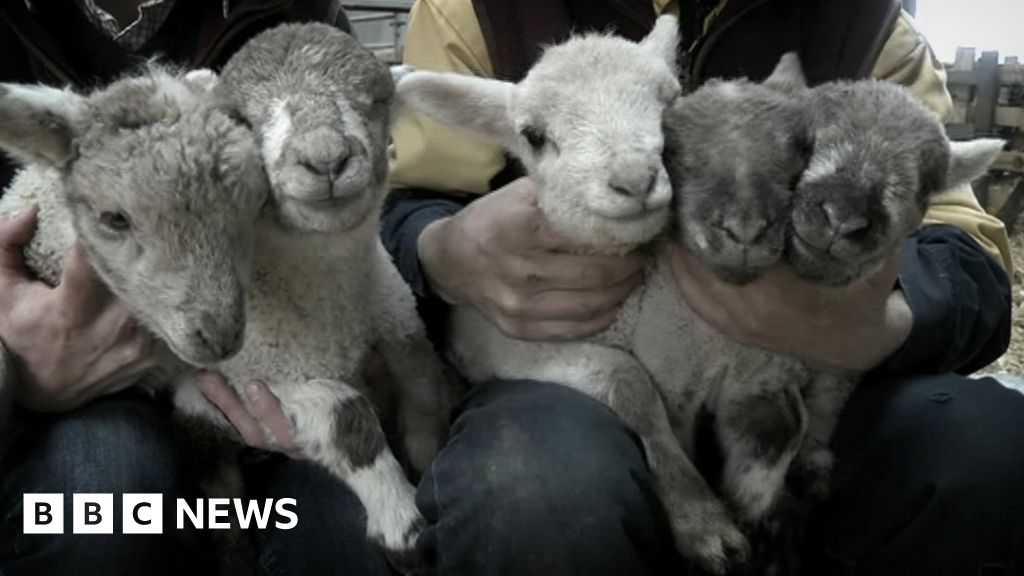 Rare lamb quintuplets born at East Yorkshire stately home - BBC News